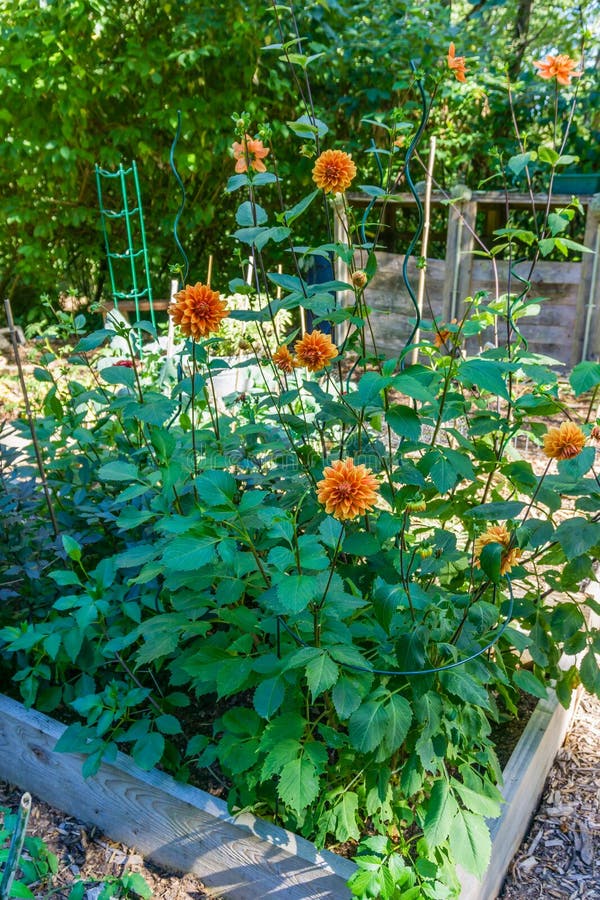 Seattle Pea Patch Garden 9 stock image. Image of outdoors - 256048637