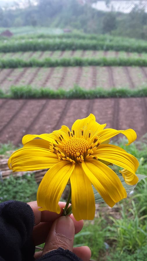 A Large, Vibrant Yellow Flower Being Held by a Hand in Front of a Field ...