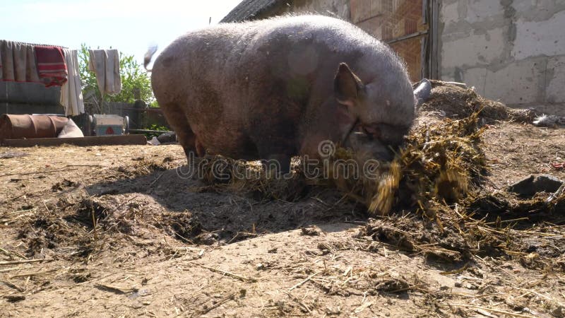A large Vietnamese pig stock video. Video of domestic - 332278375