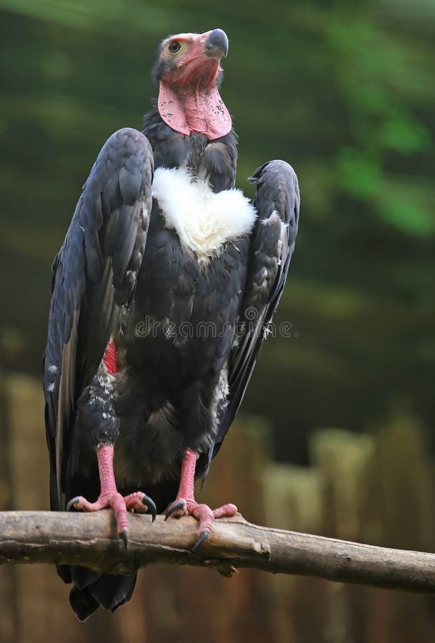 Turkey Vulture with Long Neck Stock Image - Image of america, jackal ...