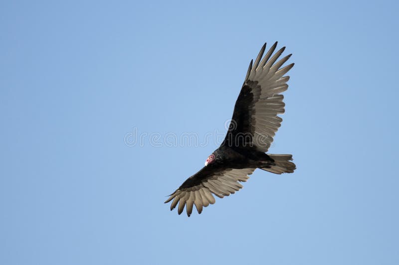 Common Raven Soars in the Sky with Spreaded Wings, Legs and Tail Stock ...