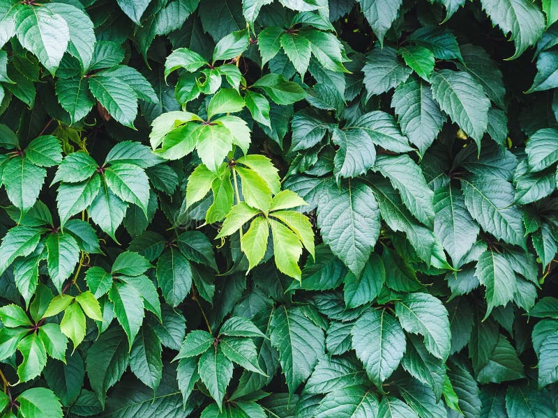 Green Large Ivy Leaves on the Wall - Plant Background Stock Image ...