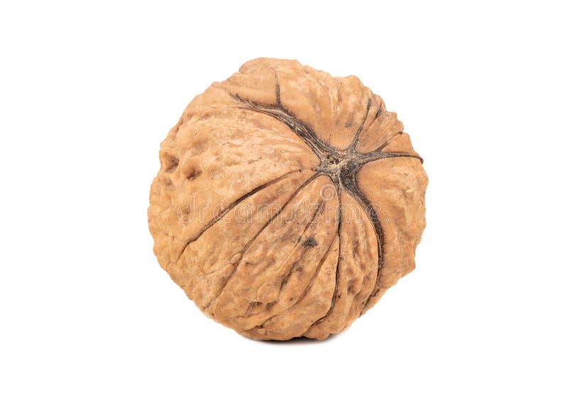 Large walnut isolate stock photo. Image of mature, nature - 132961406