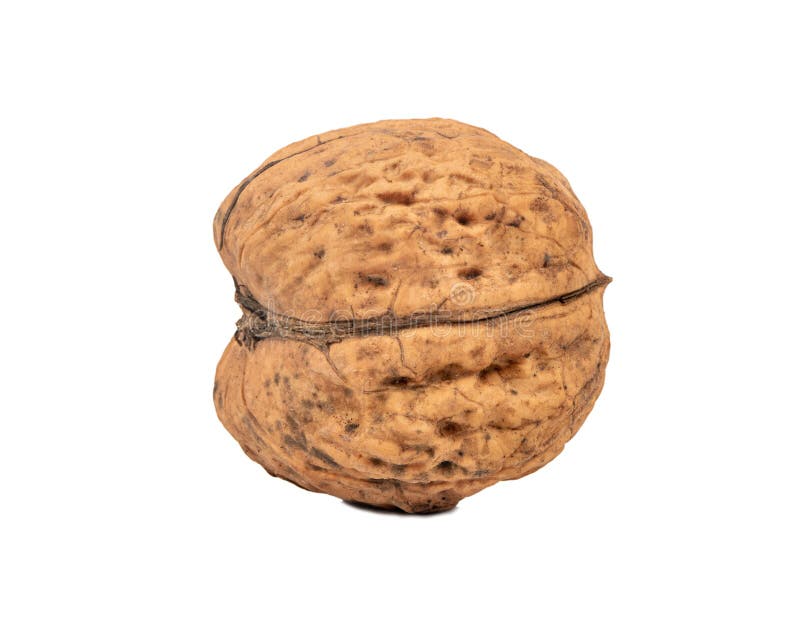 Two Large Walnut Trees with Partially Fallen Leaves Surrounded with ...