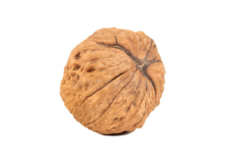 Large walnut isolate stock photo. Image of closeup, background - 146394710