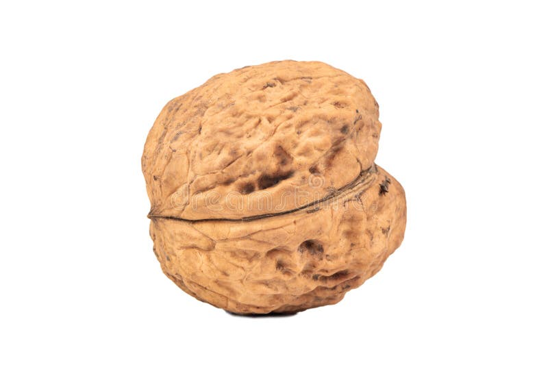 Two Large Walnut Trees with Partially Fallen Leaves Surrounded with ...