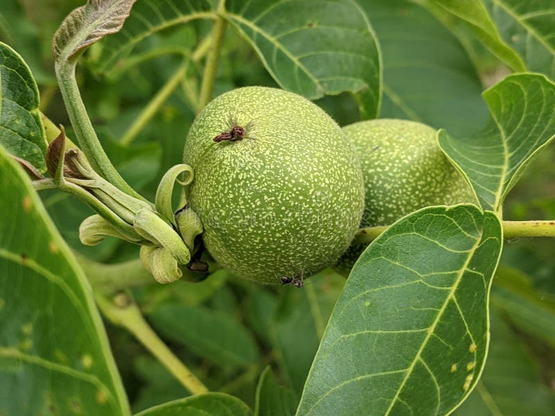 The Large Walnut Tree Forms Fruits - Ripening Nuts Under a Thick Green ...