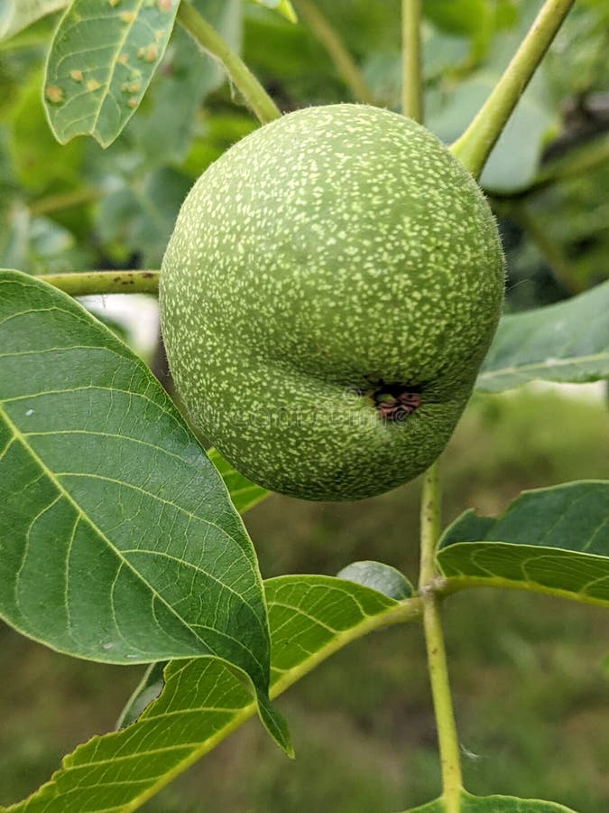 The Large Walnut Tree Forms Fruits - Ripening Nuts Under a Thick Green ...