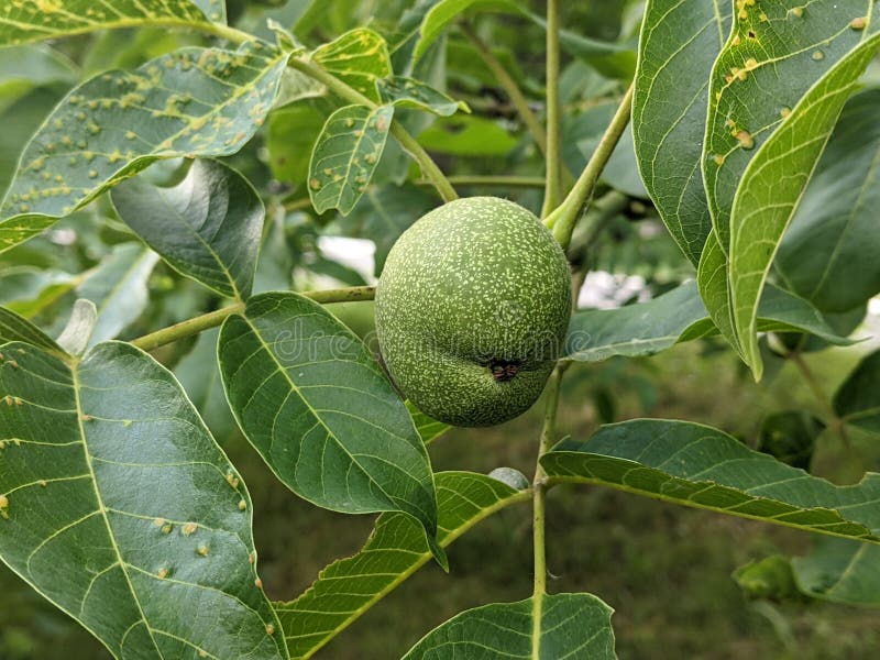 The Large Walnut Tree Forms Fruits - Ripening Nuts Under a Thick Green ...