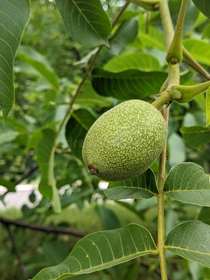 The Large Walnut Tree Forms Fruits - Ripening Nuts Under a Thick Green ...
