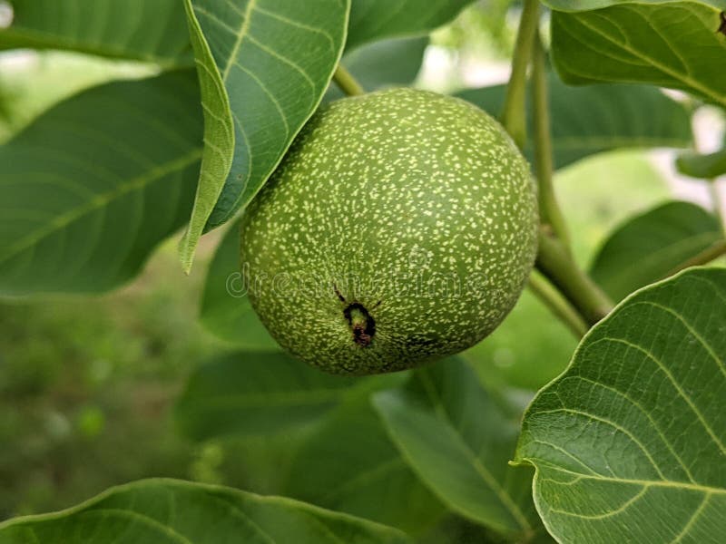 The Large Walnut Tree Forms Fruits - Ripening Nuts Under a Thick Green ...