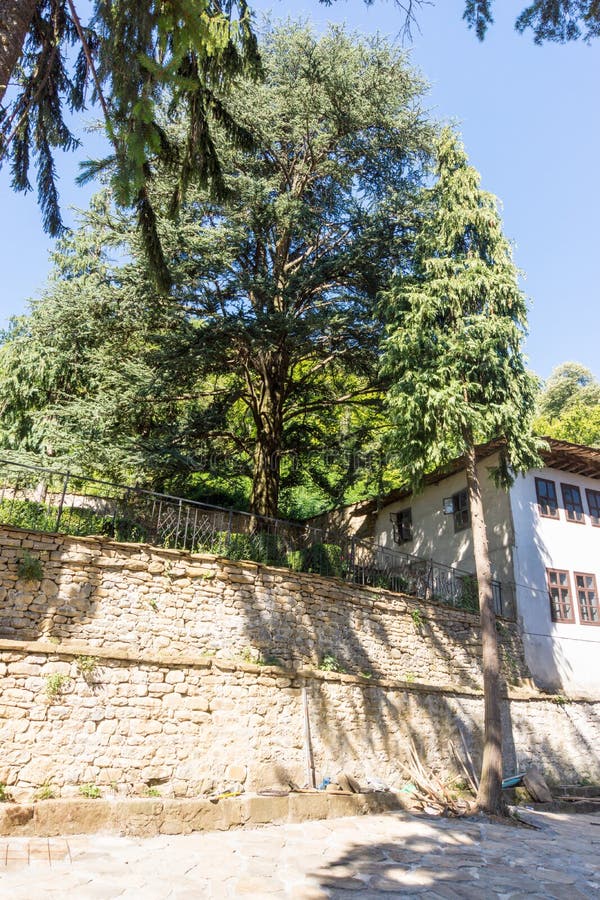 Large Walnut Tree in the Troyan Monastery, Bulgaria Stock Image - Image ...