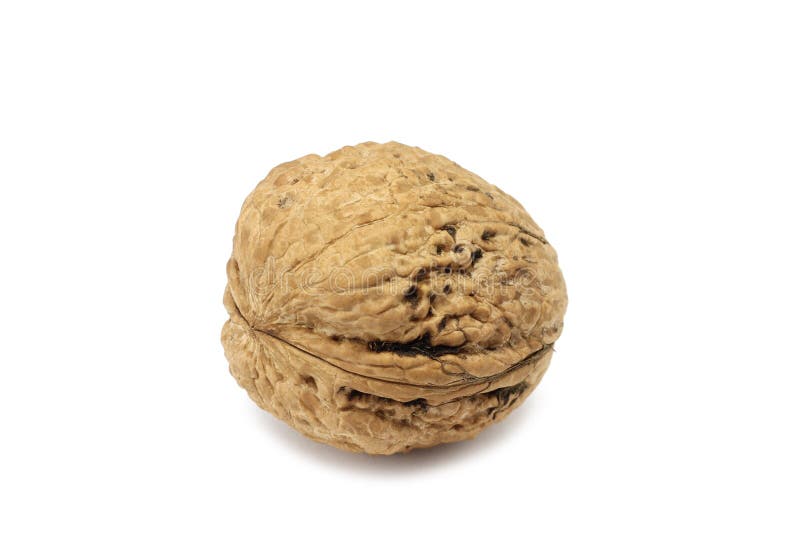 A large walnut stock image. Image of shell, plant, walnut - 45009941