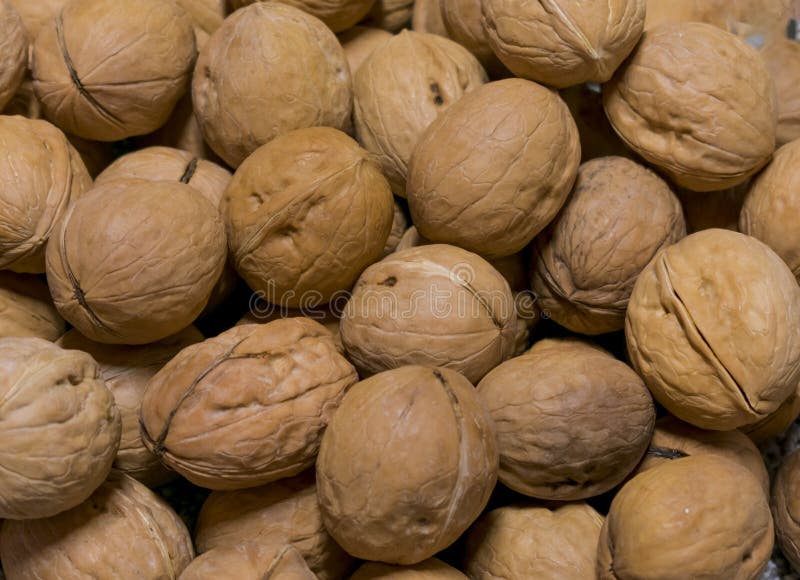 Large walnuts in a shell stock photo. Image of park - 168824864