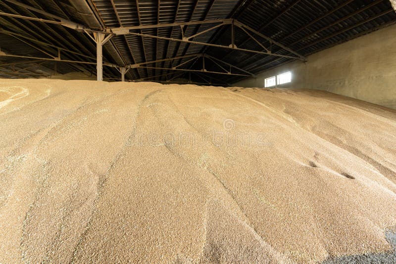 Large Warehouse for Grain Storage. Pile of Heaps of Wheat Grains at ...