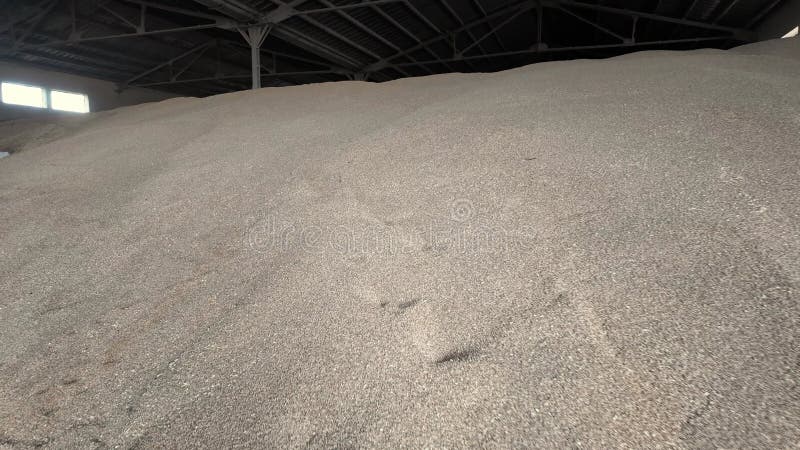 Pile of Heaps of Wheat Grains at Mill Storage Stock Video - Video of ...