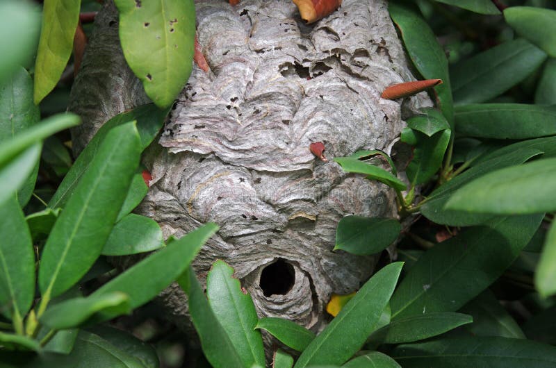 A large wasp nest stock image. Image of insect, summer - 194997081