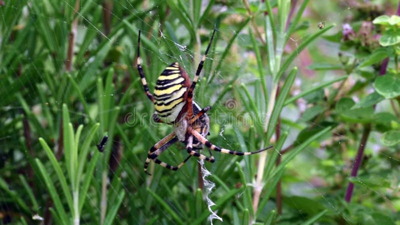 Large Wasp Spider Eats a Beetle in a Spider`s Web between Meadows Stock ...