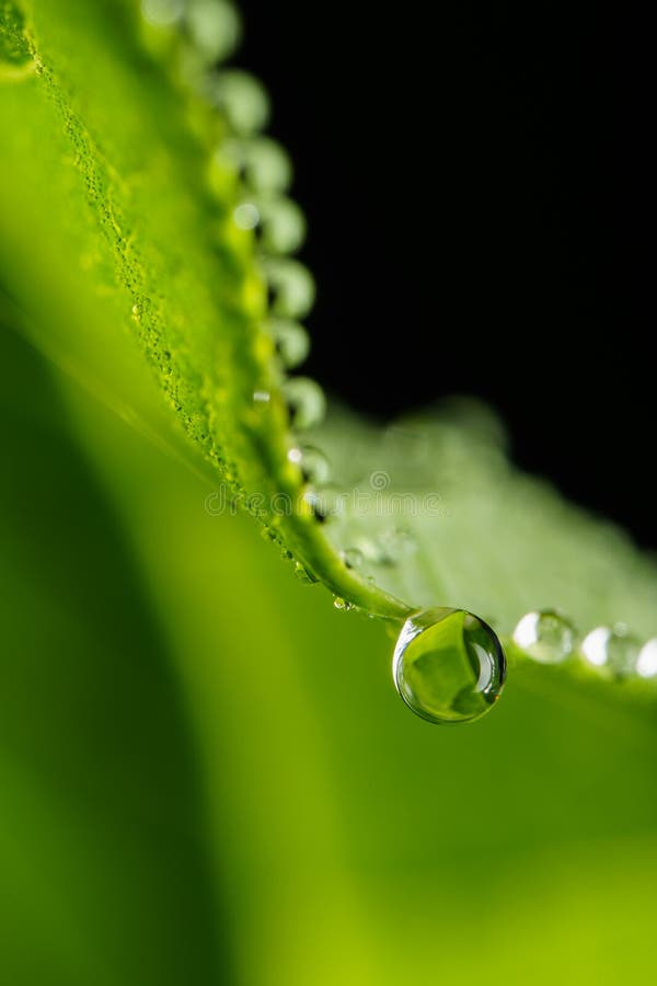 Extreme Macrophotography: a Large Water Drop on a Leaf S Edge. Stock ...