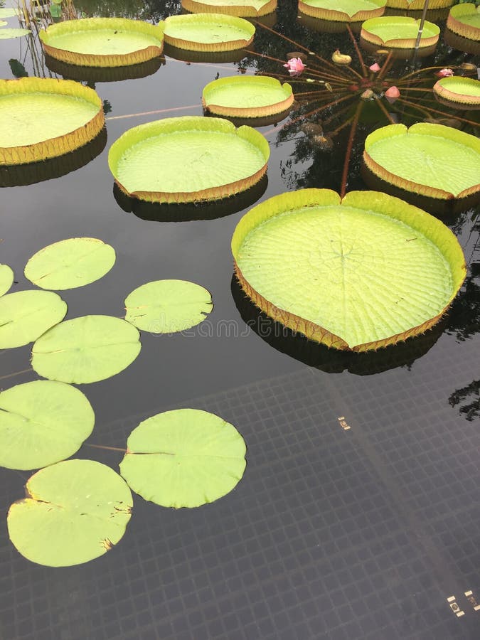 Large Water Lilies in the Pond Stock Photo - Image of lilies, brazil ...