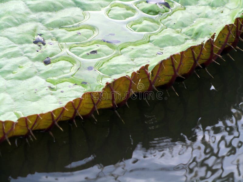 Large water lily plant stock image. Image of lake, nature - 24986219