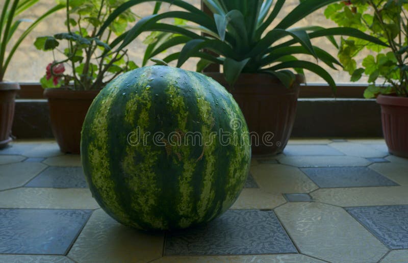 A Large Watermelon in the Hallway Stock Image - Image of sofia, yellow ...