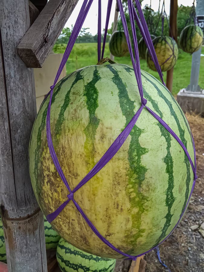 A Large Watermelon that Hung Neatly Stock Photo - Image of large ...