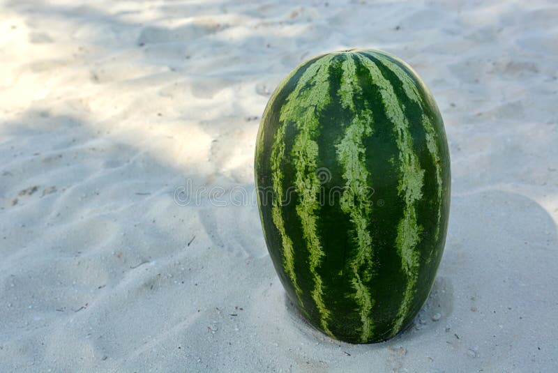 A Large Watermelon on the Sand in the Vertical Position Stock Image ...