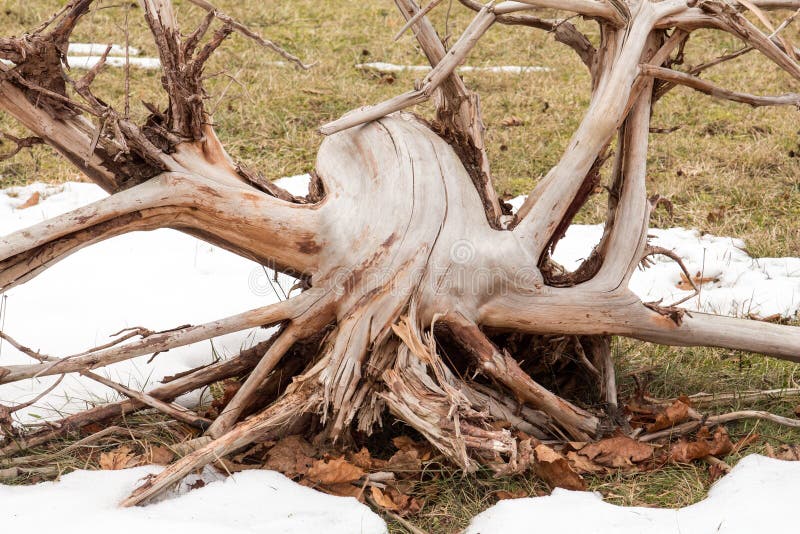 Large Weathered Dead Tree Roots Stock Photo - Image of root, wooden ...