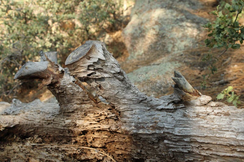 Log in a Forest in Kingman Arizona Stock Photo - Image of surface, like ...