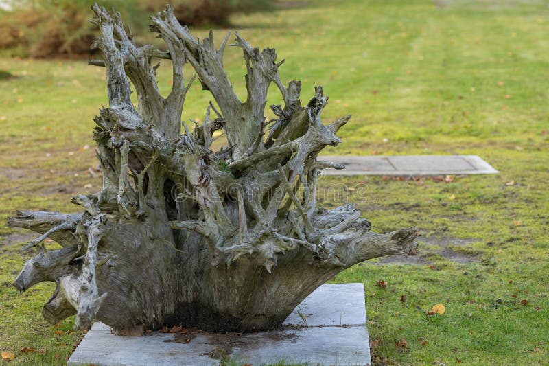 Large, Weathered Tree Root System Placed on a Concrete Platform in a ...