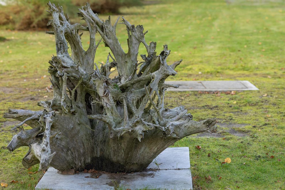 Large, Weathered Tree Root System Placed on a Concrete Platform in a ...