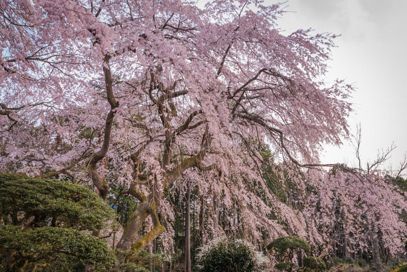 Large Weeping Cherry Tree in Spring Stock Image - Image of blossoms ...