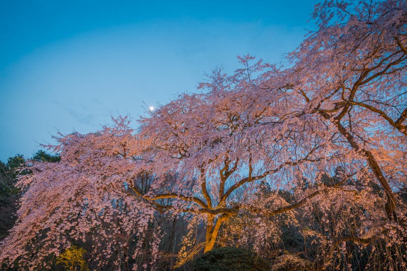 Large Weeping Cherry Tree in Spring Stock Photo - Image of landscaped ...
