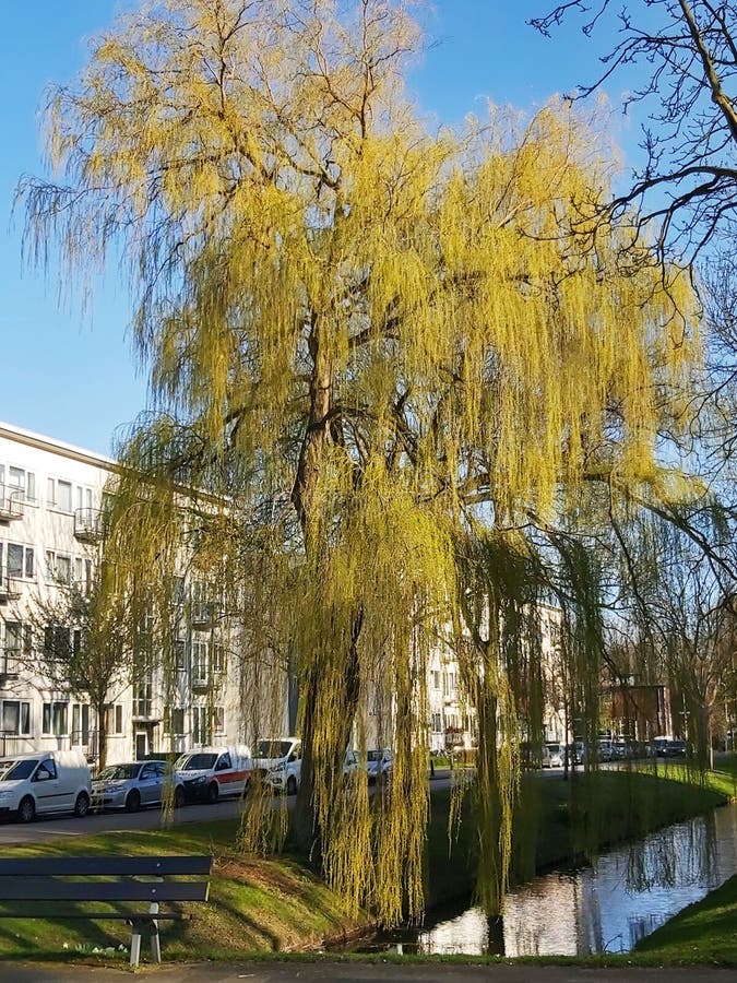 Large Willow Tree with Leaves. Stock Image - Image of flora, calm ...