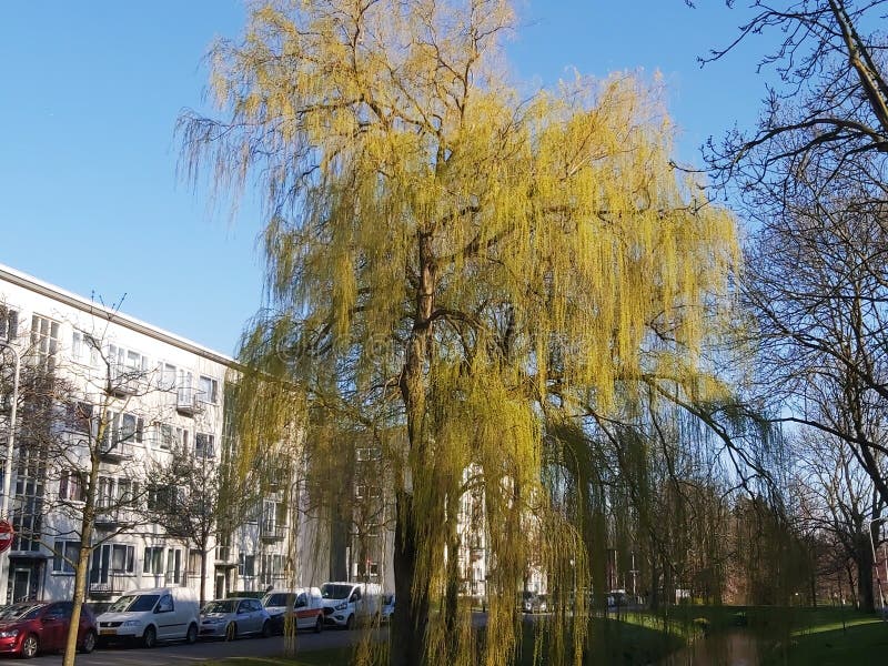 Large Willow Tree with Leaves. Stock Photo - Image of countryside ...