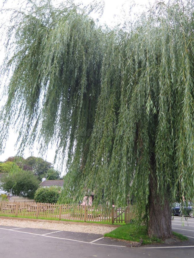 Large weeping willow stock photo. Image of type, scene - 79291828