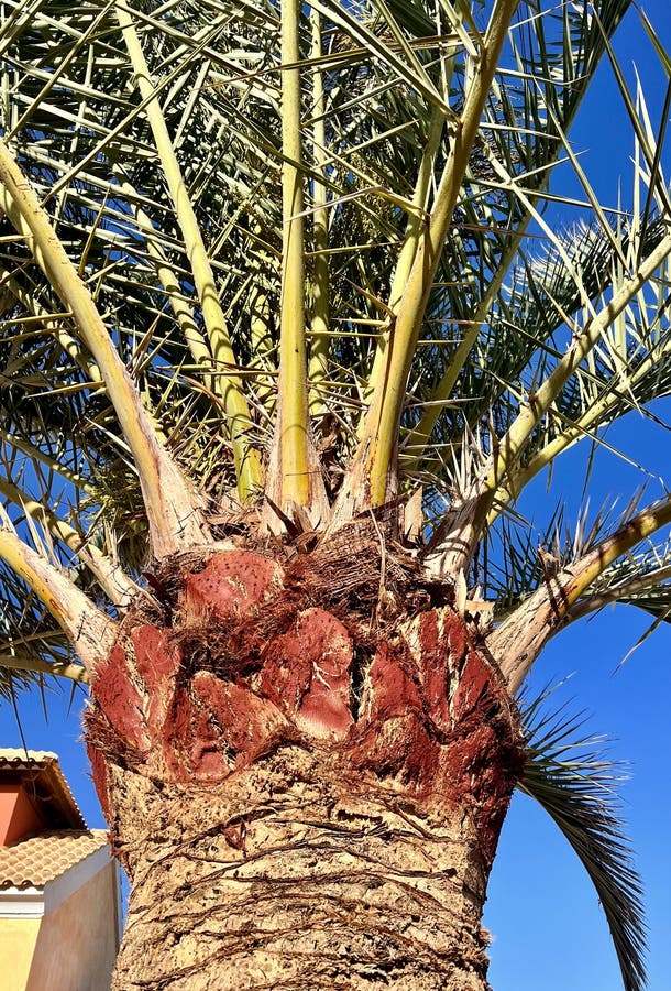 Palm Tree stock photo. Image of palm, branch, maintained - 302057584