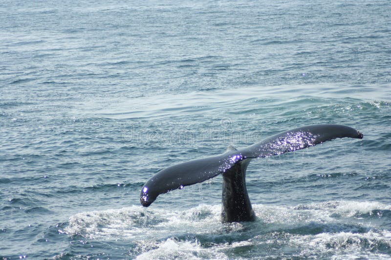A Large Whale Fin with the Back End Turned To the Side Stock Photo ...