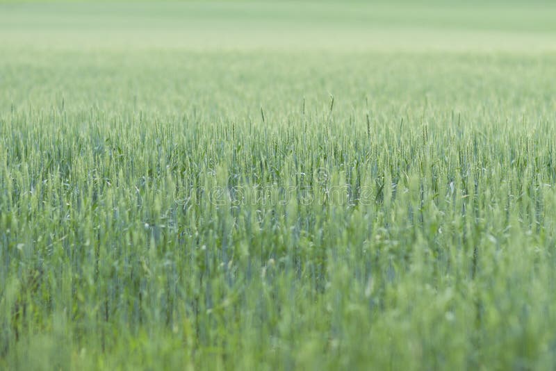 Large Wheat Field stock image. Image of beauty, simplicity - 29651381