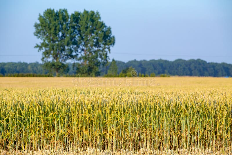Large wheat field stock photo. Image of close, landscape - 58496246