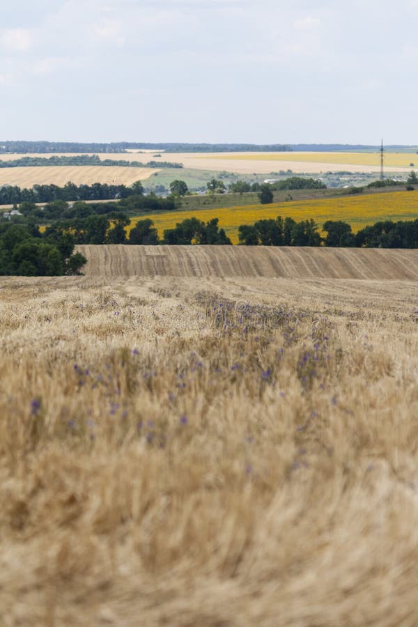Large Wheat Field after Harvest on a Summer Day Stock Photo - Image of ...
