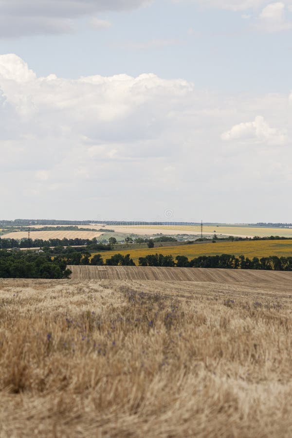 Large Wheat Field after Harvest on a Summer Day Stock Image - Image of ...