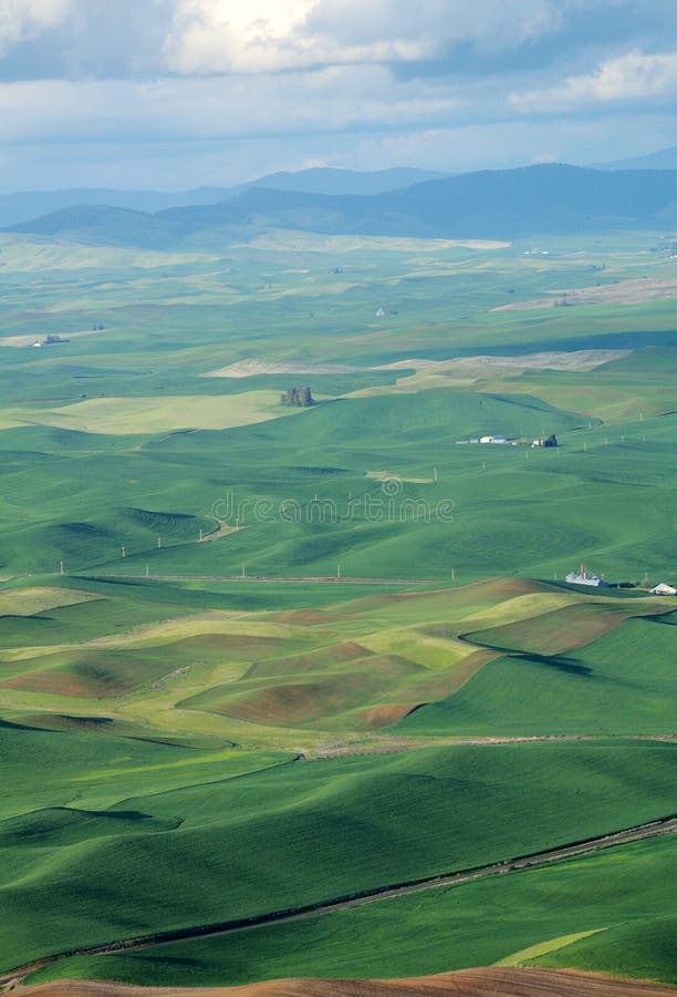 Large Wheatfield in a Sunny Day Stock Photo - Image of sunny, fields ...