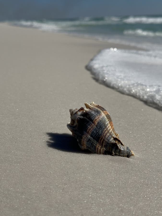 Large Whelk Seashell on Beach Sand Stock Photo - Image of large, insect ...