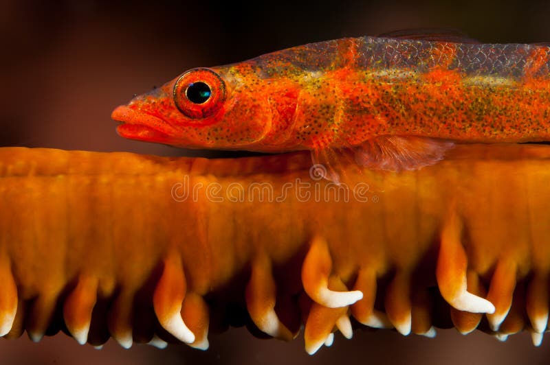 Large whip goby on coral stock image. Image of environment - 220891569