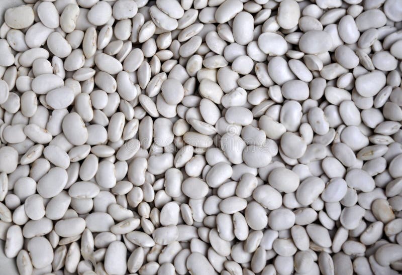 A large white beans stock image. Image of conservation - 76673995