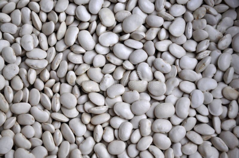 A large white beans_2 stock photo. Image of seeds, sorts - 76674030