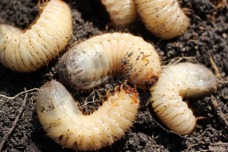 Large White Beetle Larvae, Pests in Agriculture. Stock Photo - Image of ...