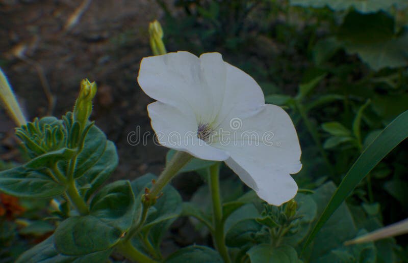 Large white bell flowers stock image. Image of bloom - 220869441